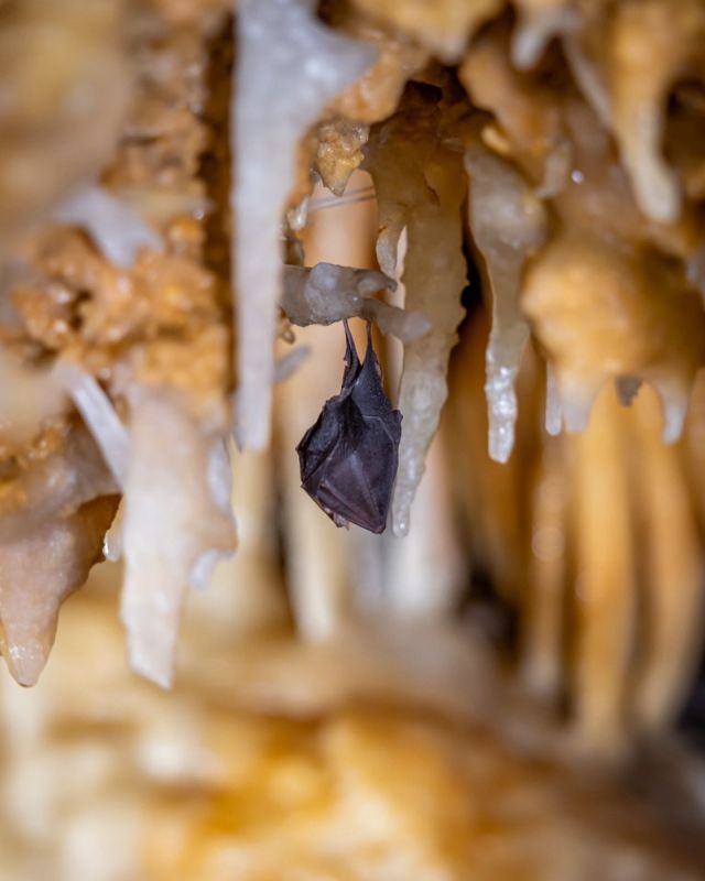 Accueil du site - Grotte du Grand Roc